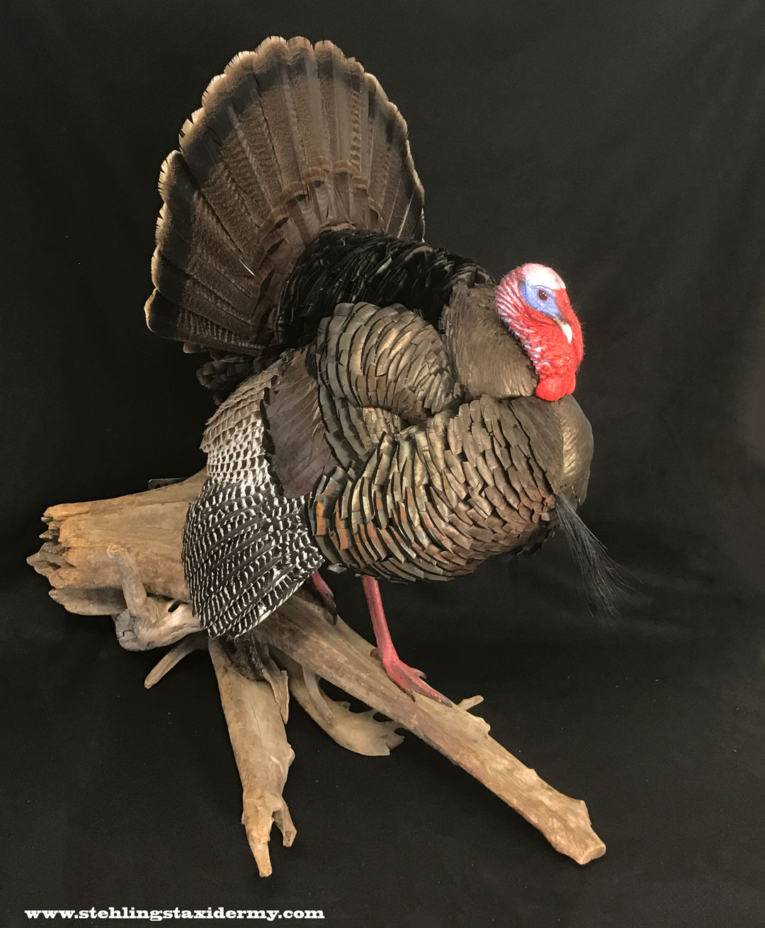 King Turkey Taxidermy Products – Premium Quality Turkey ...