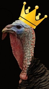 King Turkey Taxidermy Products – Premium Quality Turkey ...