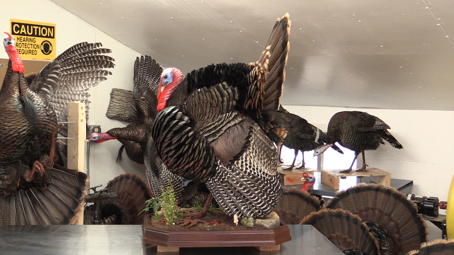 King Turkey Taxidermy Products – Premium Quality Turkey ...
