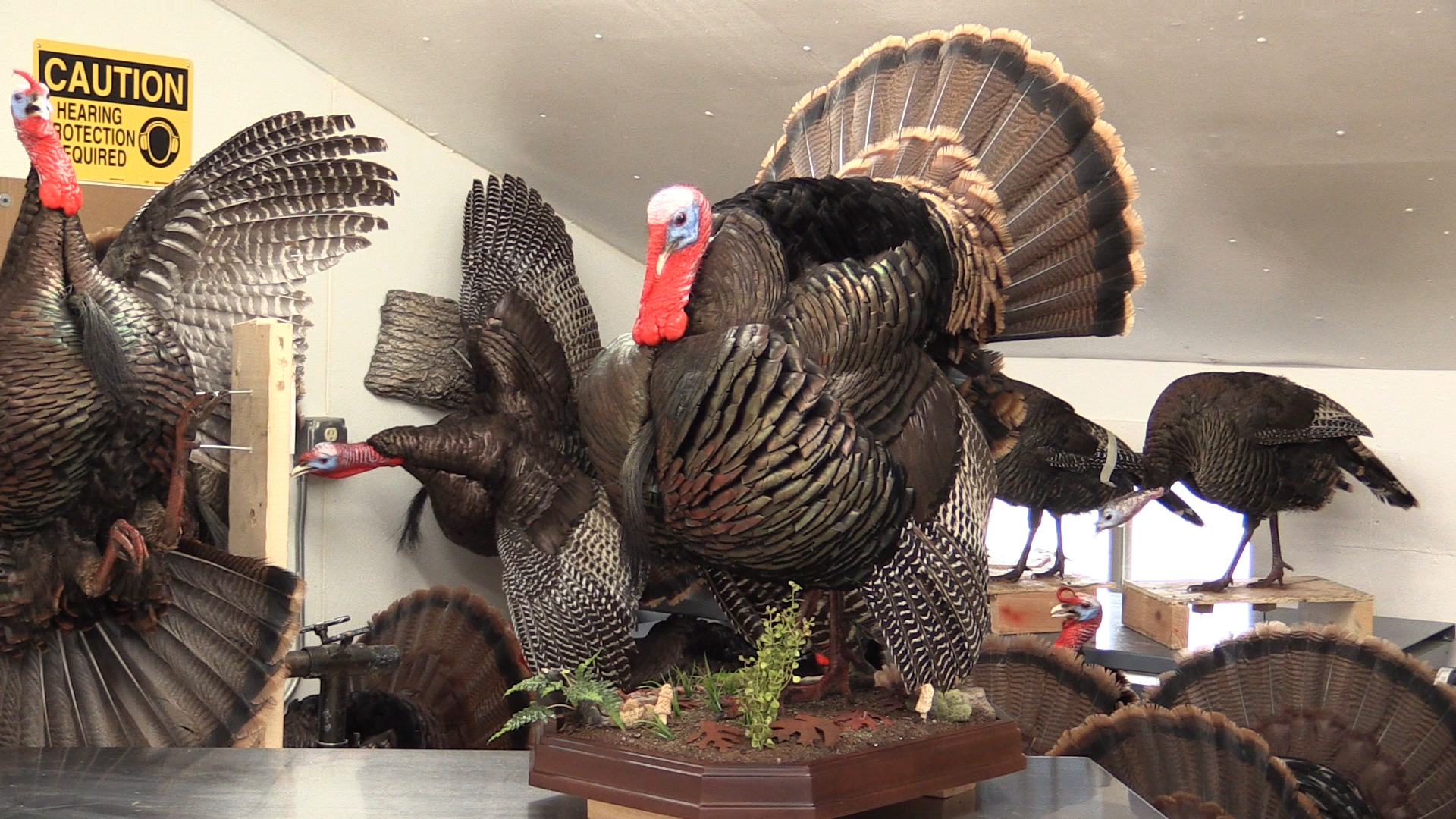 King Turkey Taxidermy Products – Premium Quality Turkey ...