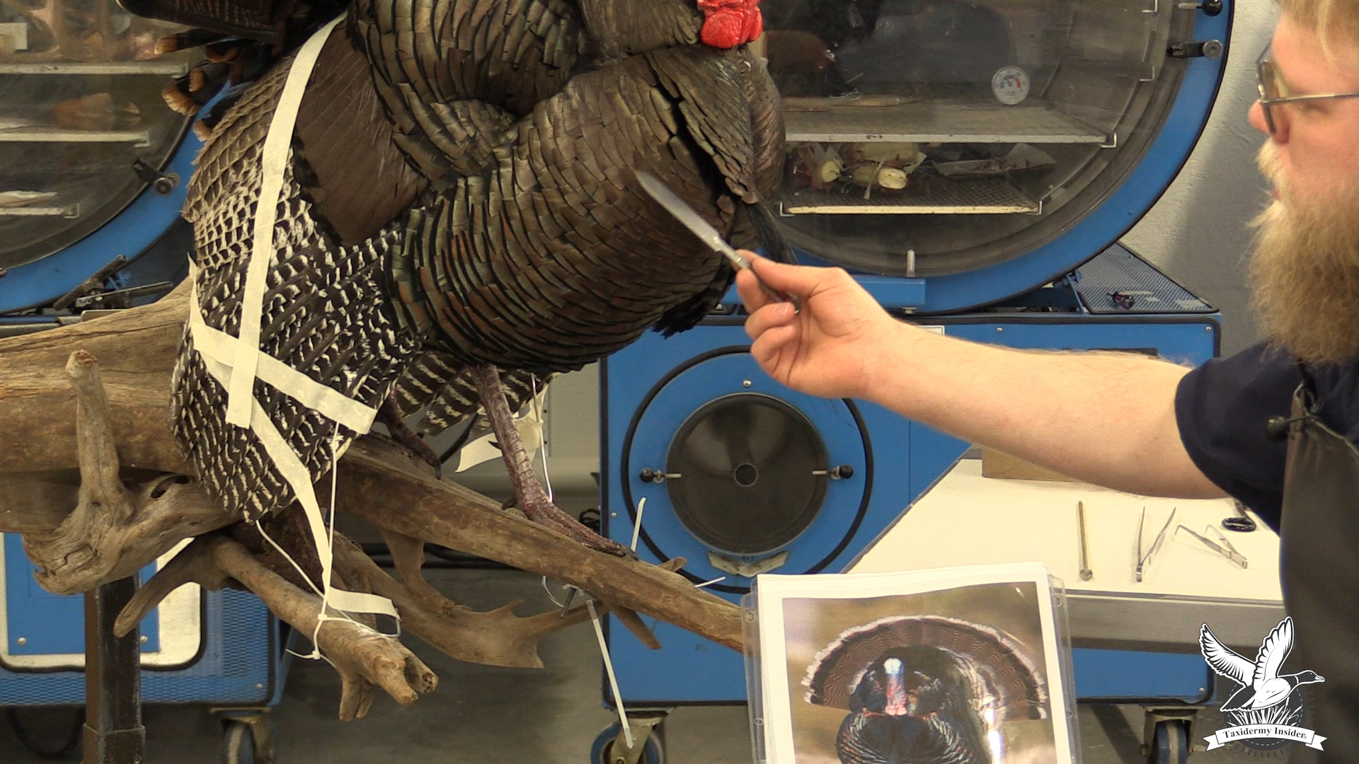 King Turkey Taxidermy Products – Premium Quality Turkey ...