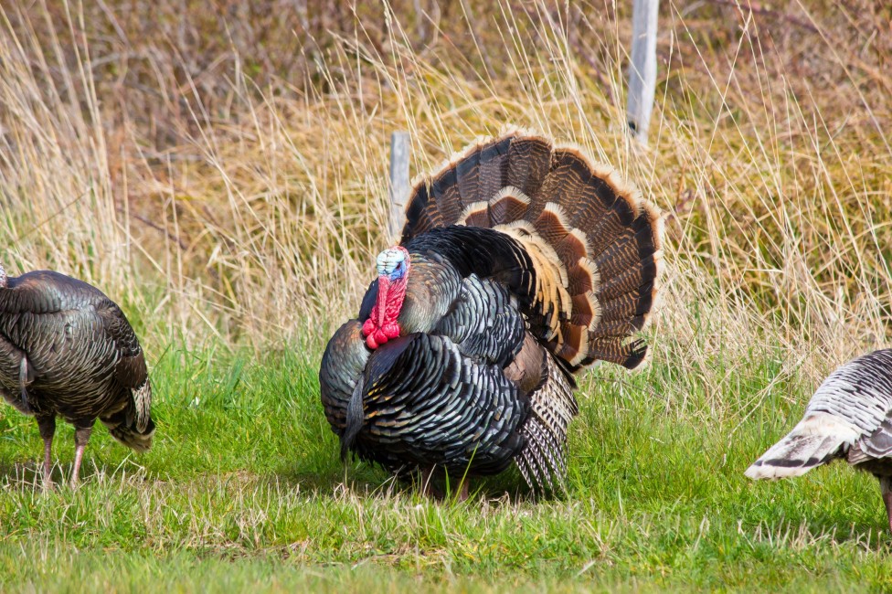 Turkey Reference Pictures – King Turkey Taxidermy Products