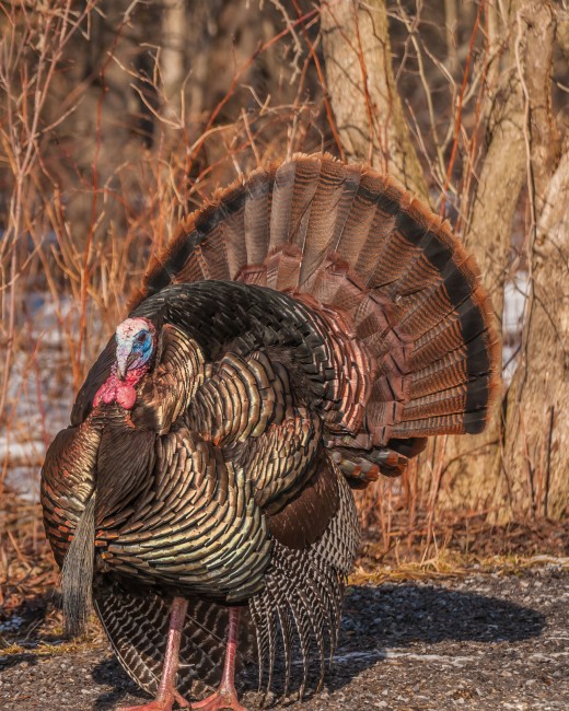 Turkey Reference Pictures – King Turkey Taxidermy Products