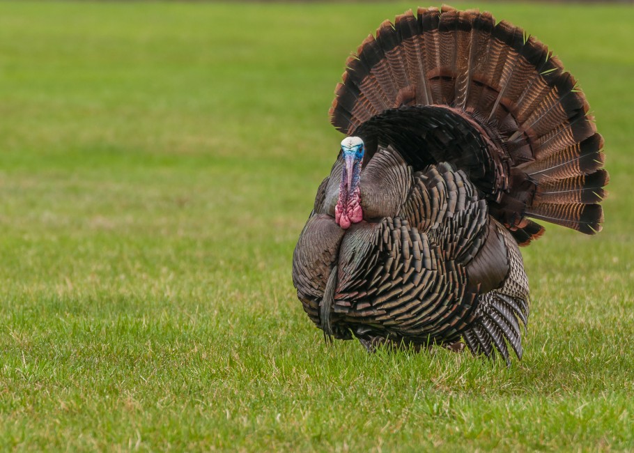 Turkey Reference Pictures – King Turkey Taxidermy Products
