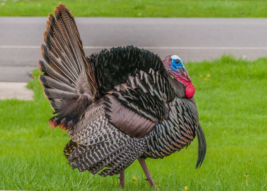 Turkey Reference Pictures – King Turkey Taxidermy Products