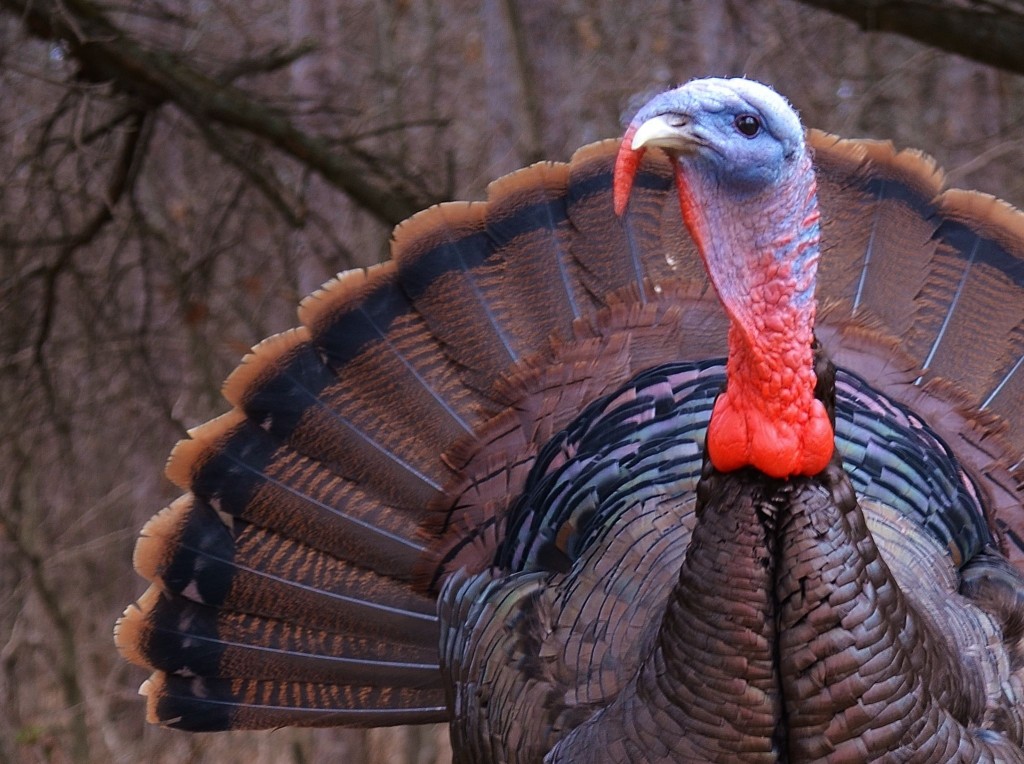 One on One Turkey Training – King Turkey Taxidermy Products